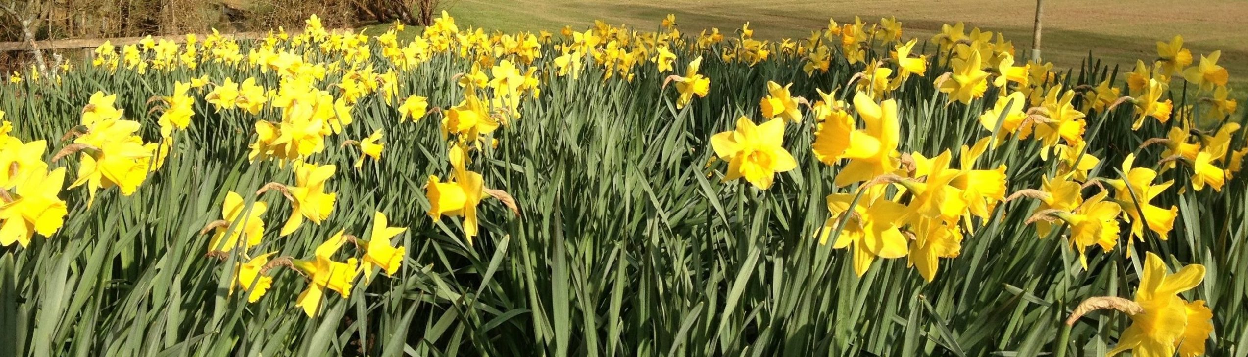 Clergy caring creatively with live-streaming and daffodils - Truro ...