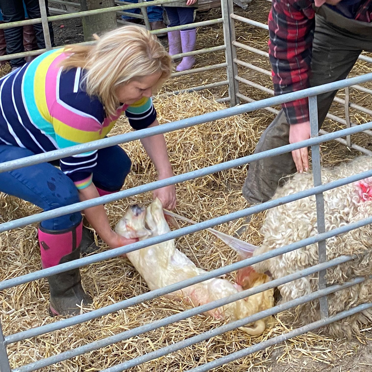 Twin lambs born during lambing service - Truro Diocese : Truro Diocese