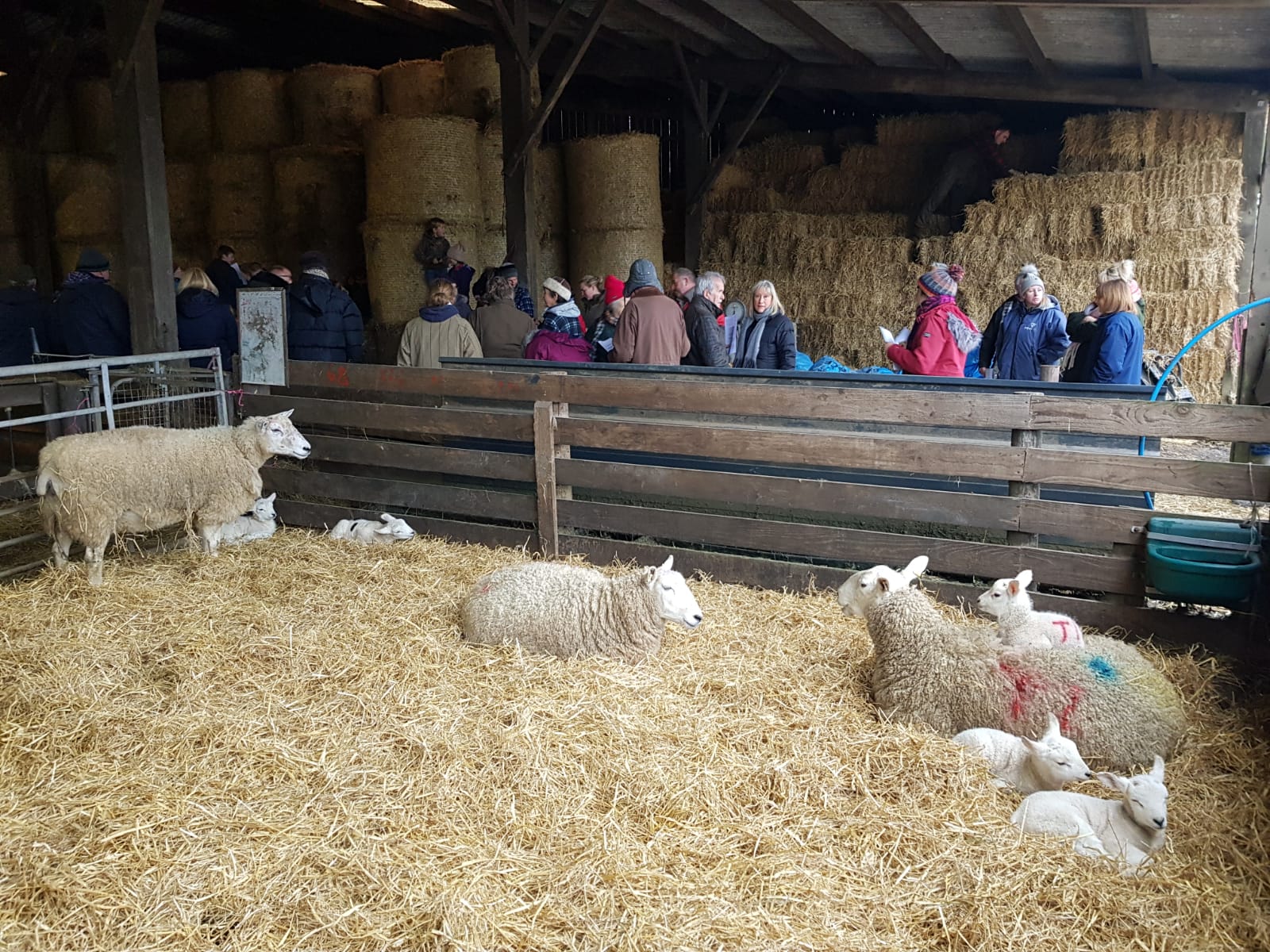 Twin lambs born during lambing service - Truro Diocese : Truro Diocese